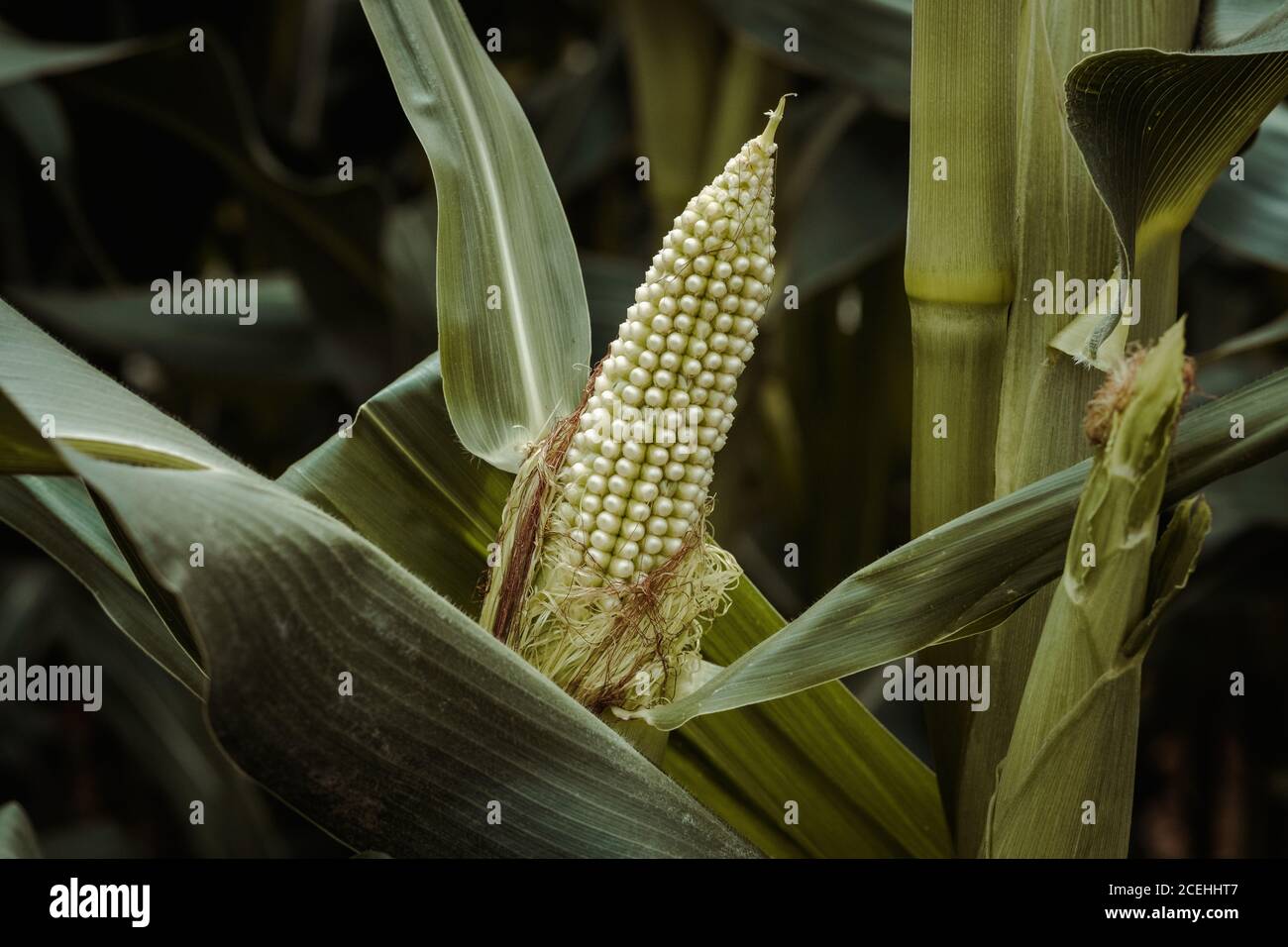 Between grass hi-res stock photography and images - Alamy