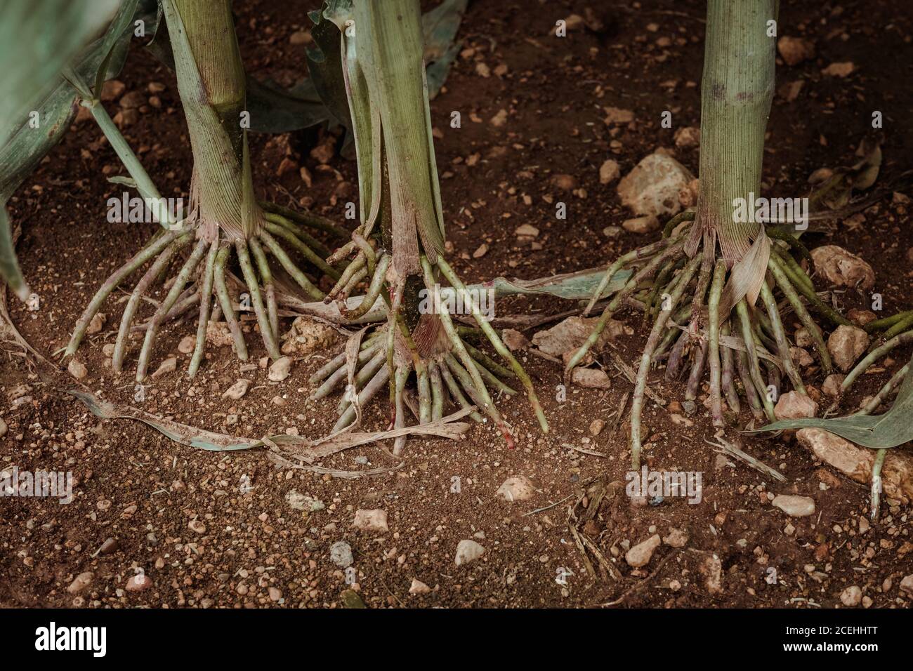 Roots In Soil High Resolution Stock Photography and Images - Alamy