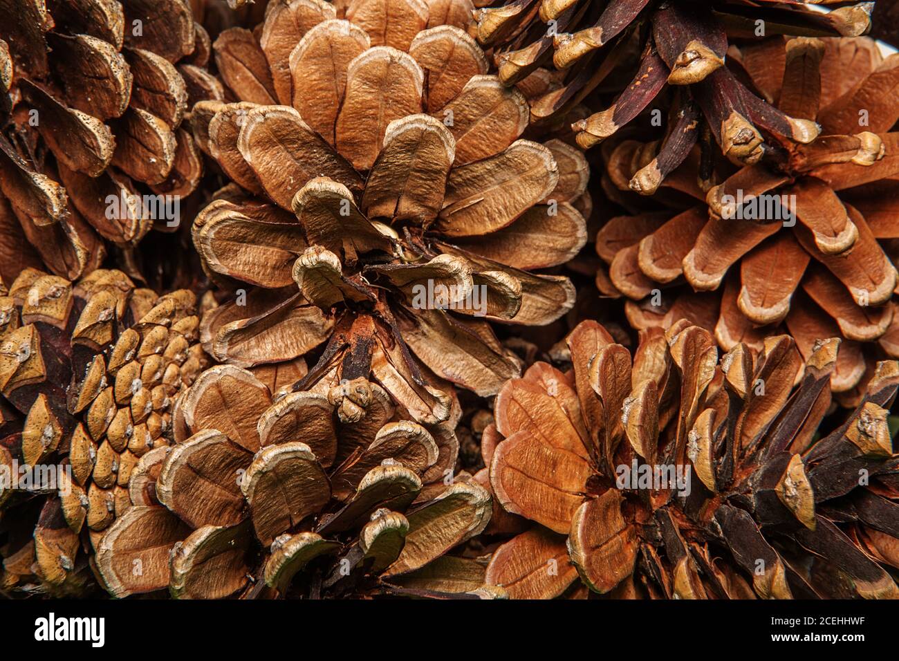 Pine cone background texture detail. Closeup background texture of ...
