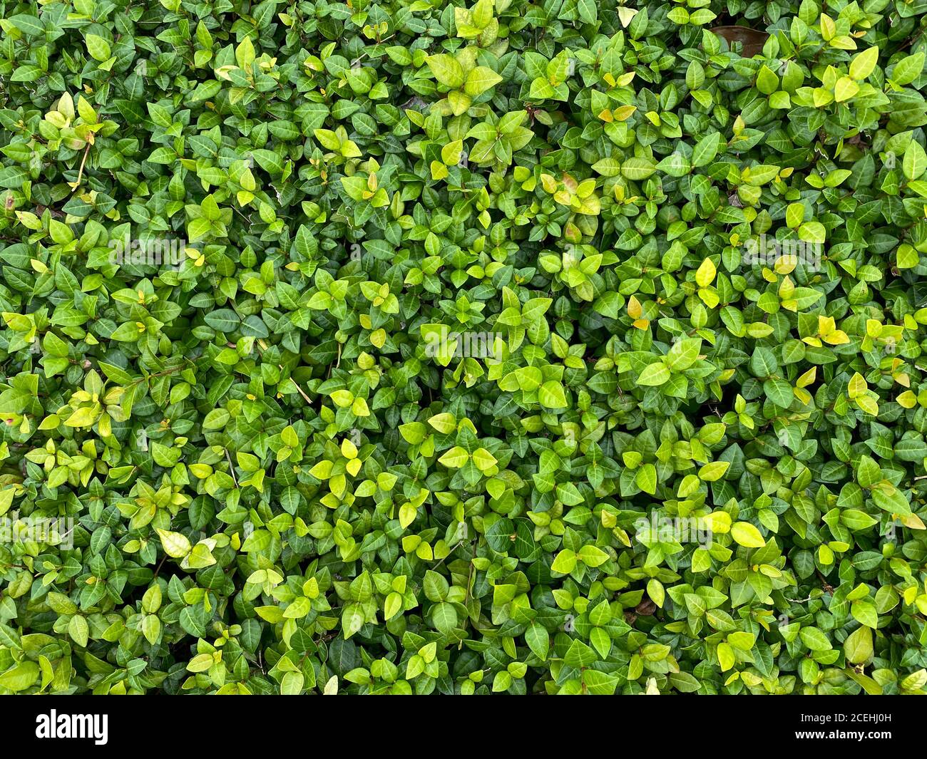 Green and yellow leafed ground cover that can be used as a background ...