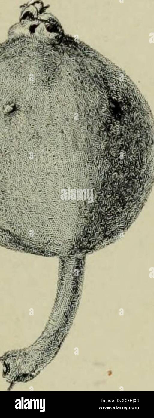 . Manual of fruit insects. K. the calyx lobes closed; it is now too ...