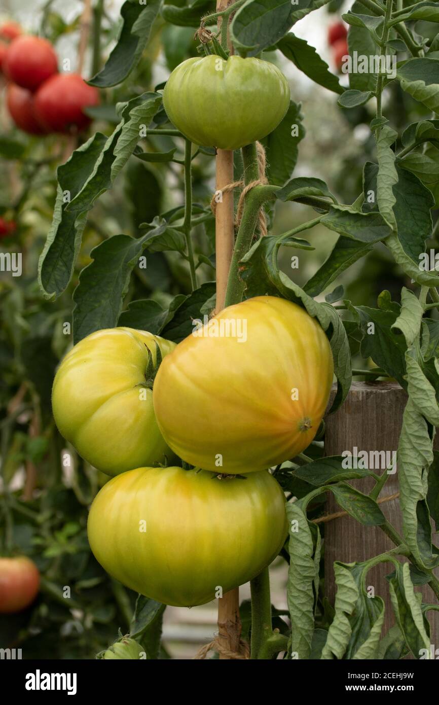 Tomato 'Knockout' garden food crop Stock Photo - Alamy