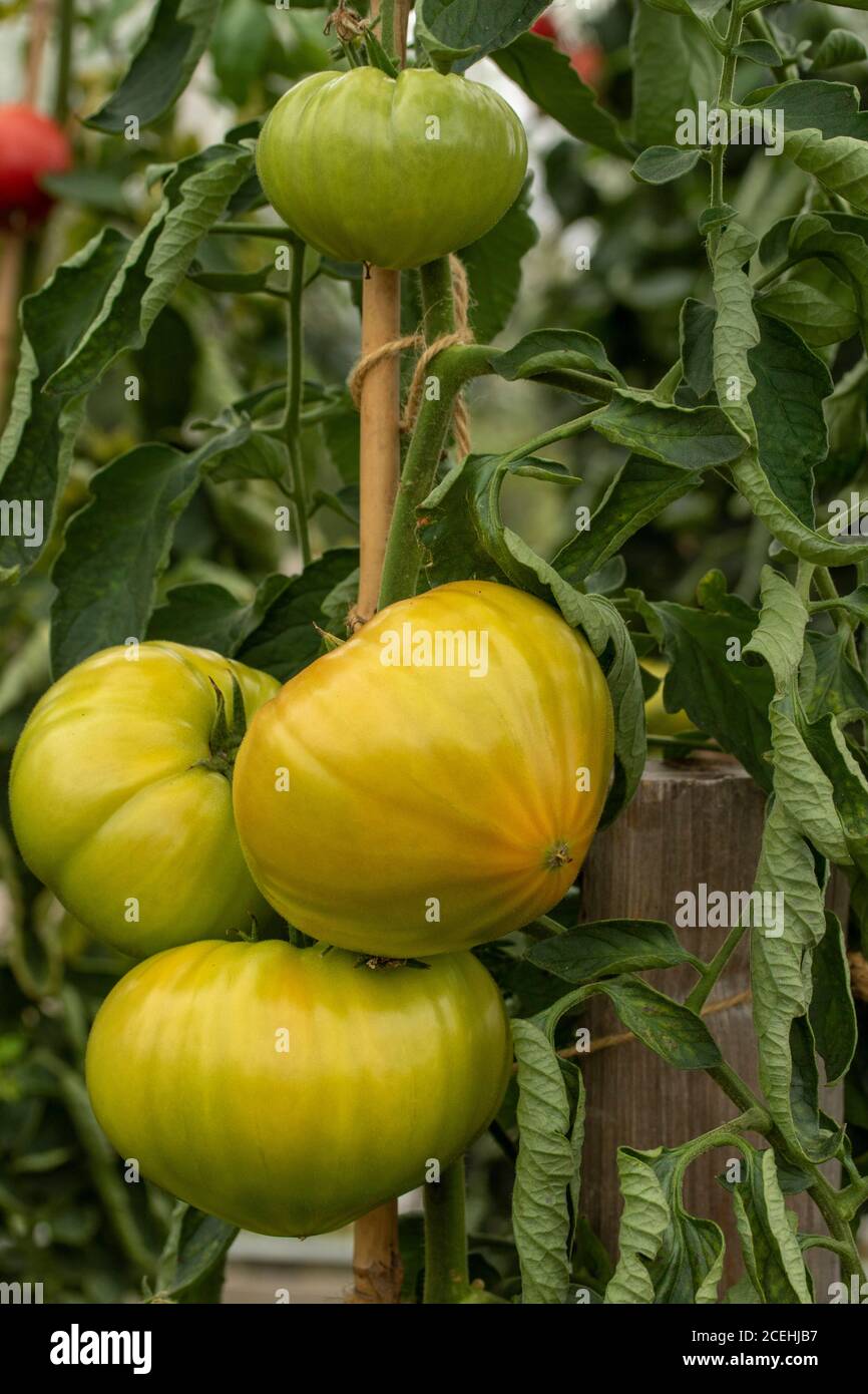 Tomato 'Knockout' garden food crop Stock Photo - Alamy