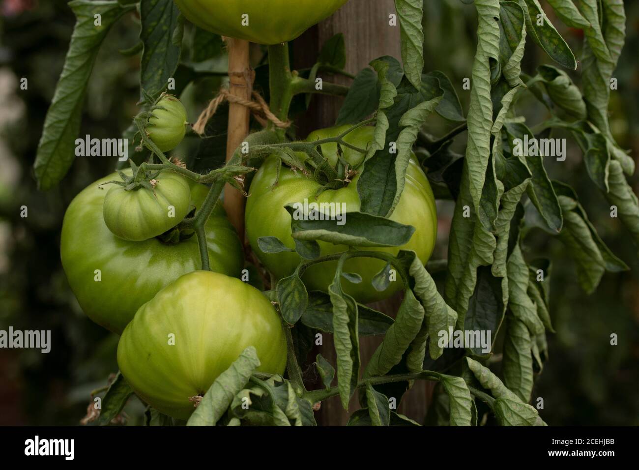 Tomato 'Knockout' garden food crop Stock Photo - Alamy