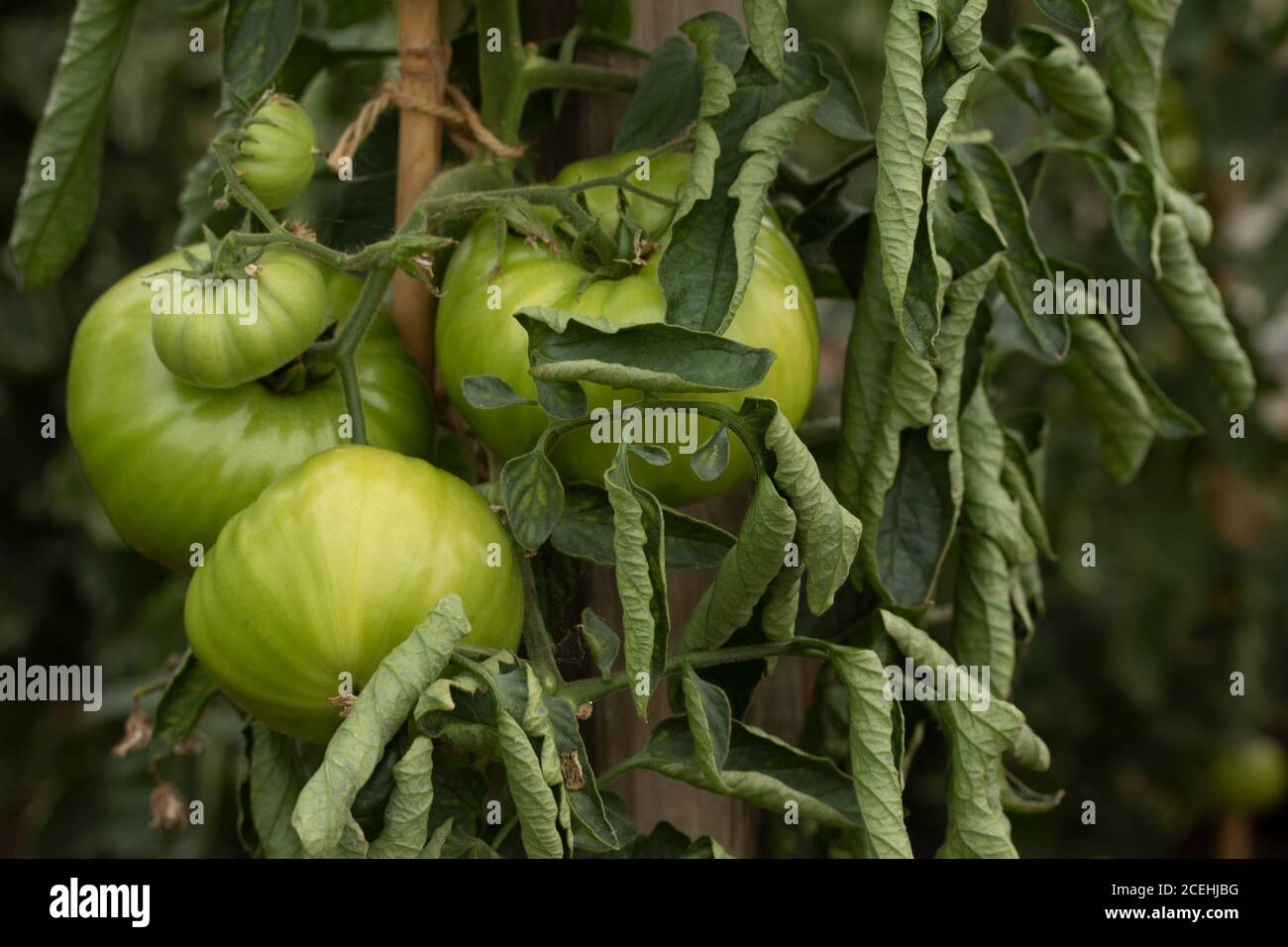 Tomato 'Knockout' garden food crop Stock Photo - Alamy