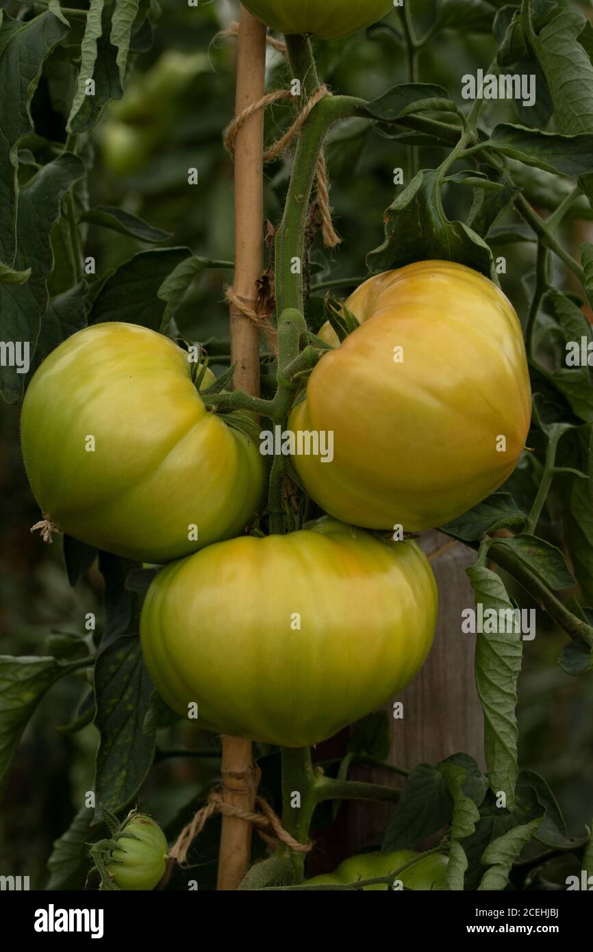 Tomato 'Knockout' garden food crop Stock Photo - Alamy