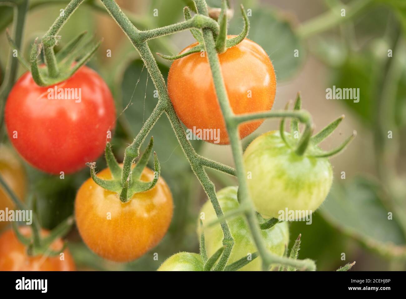 Aztec berry hi-res stock photography and images - Alamy
