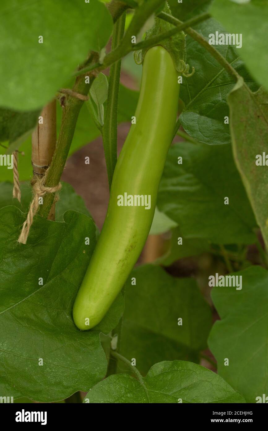 Aubergine 'Green Knight', vegetable Stock Photo - Alamy