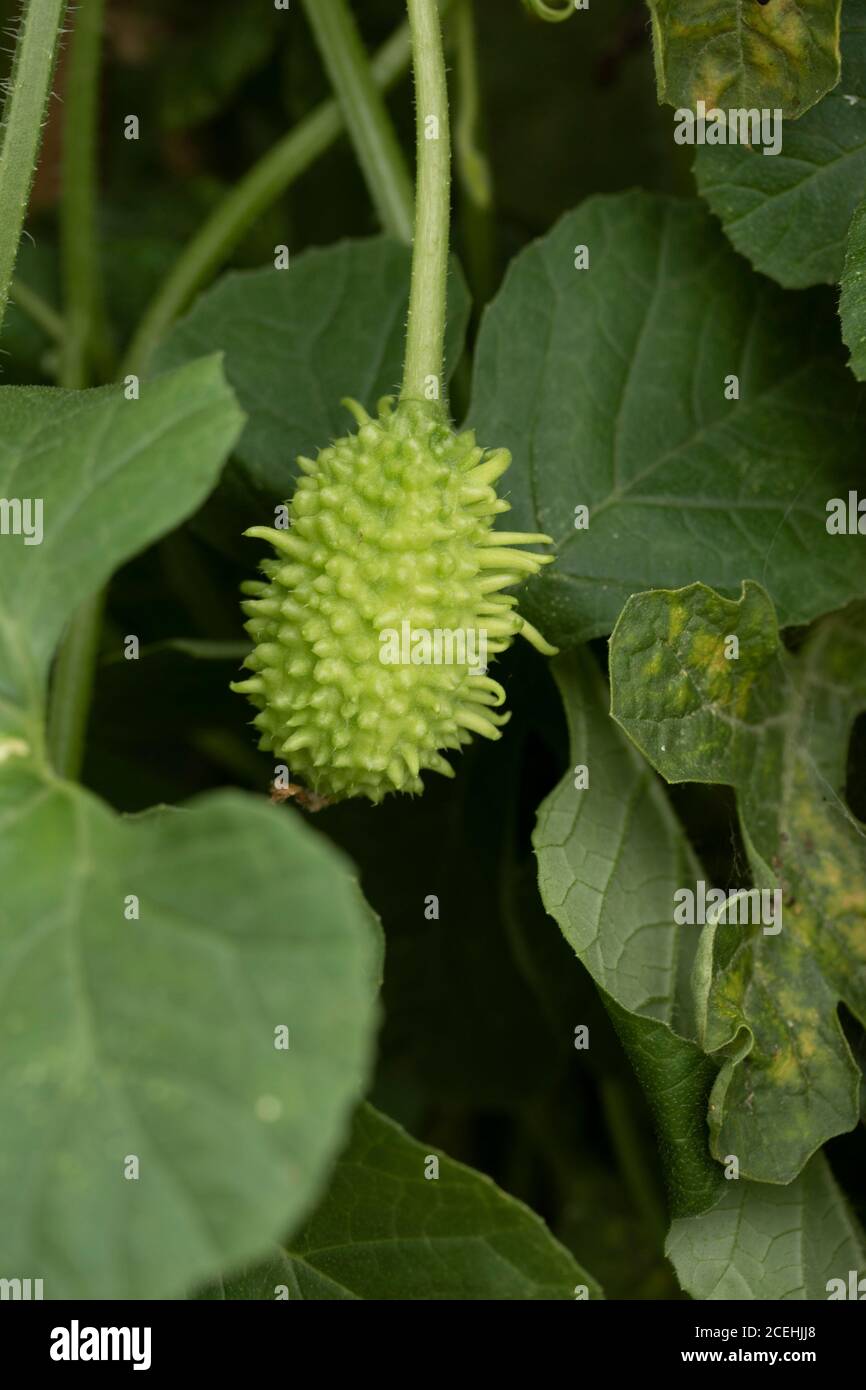 Maxixe High Resolution Stock Photography and Images - Alamy