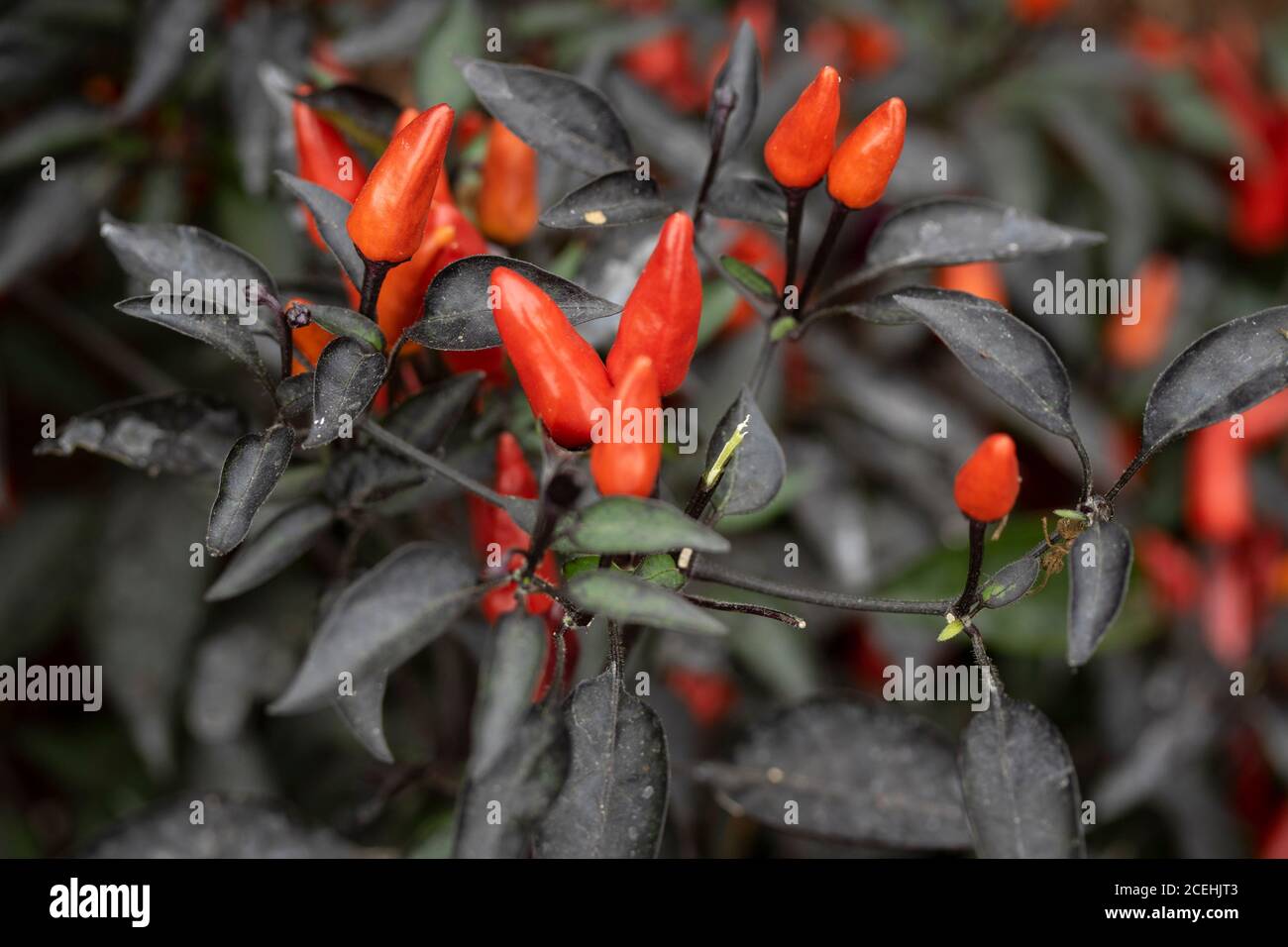Chilli 'Ember Explosive' food ingredient Stock Photo - Alamy