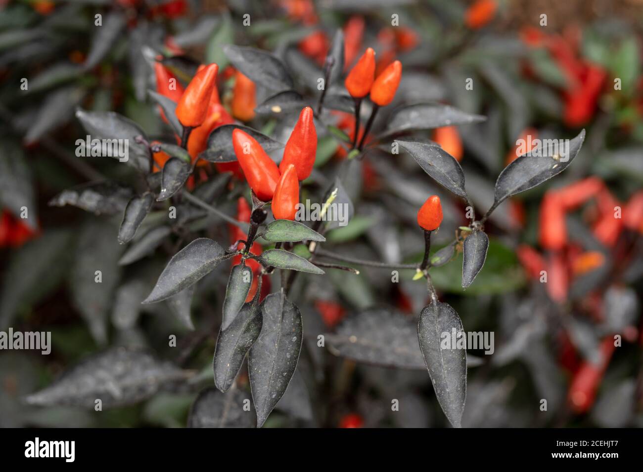 Chilli 'Ember Explosive' food ingredient Stock Photo - Alamy