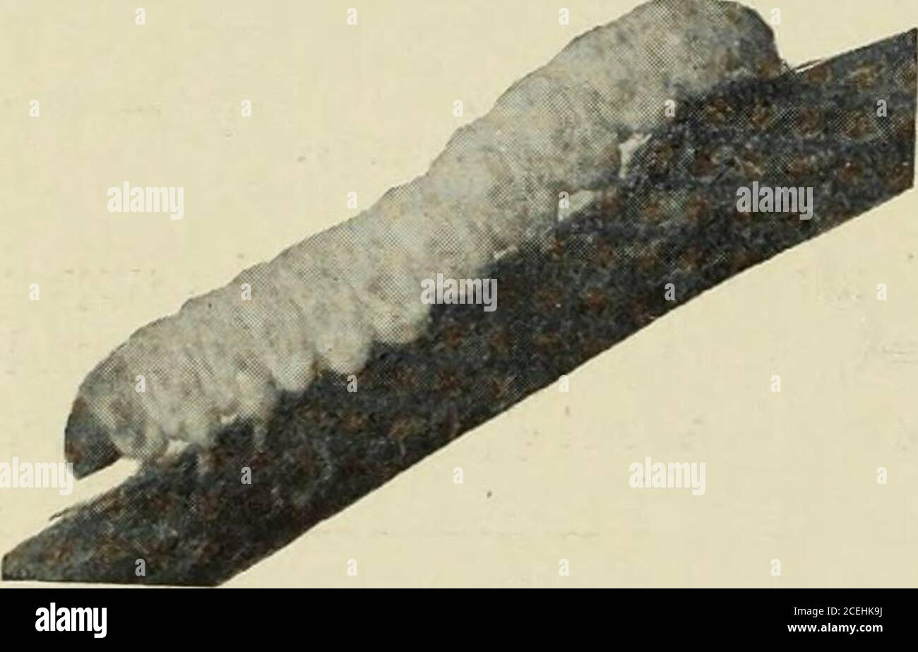 Eats excrement hi-res stock photography and images - Alamy