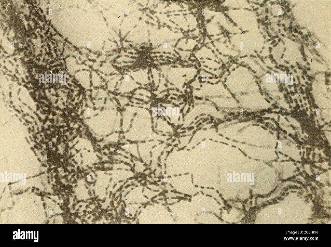 . Pathological technique; a practical manual for workers in ...