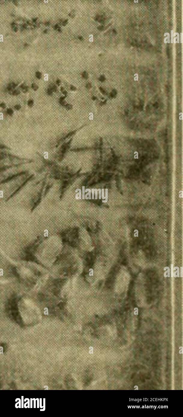 Pine seed germination hi-res stock photography and images - Alamy