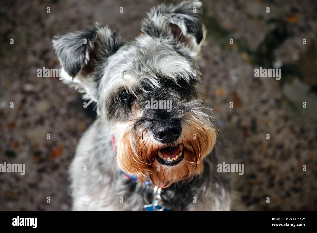 Closeup miniature schnauzer dog hi-res stock photography and images - Alamy