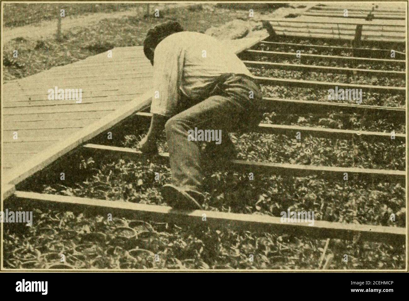 . Plant propagation; greenhouse and nursery practice. theessential ...