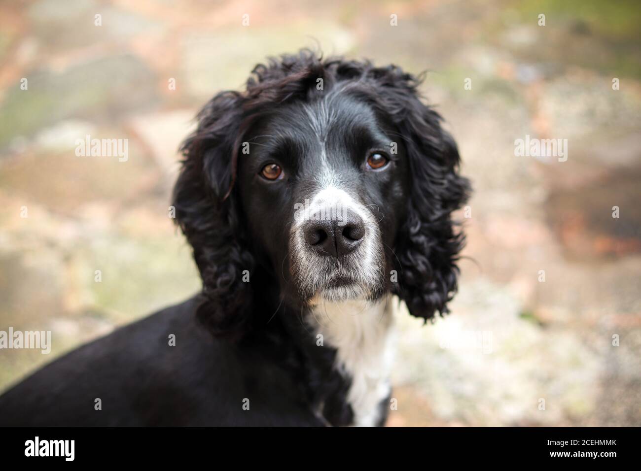 Cocker spaniel ear hi-res stock photography and images - Alamy