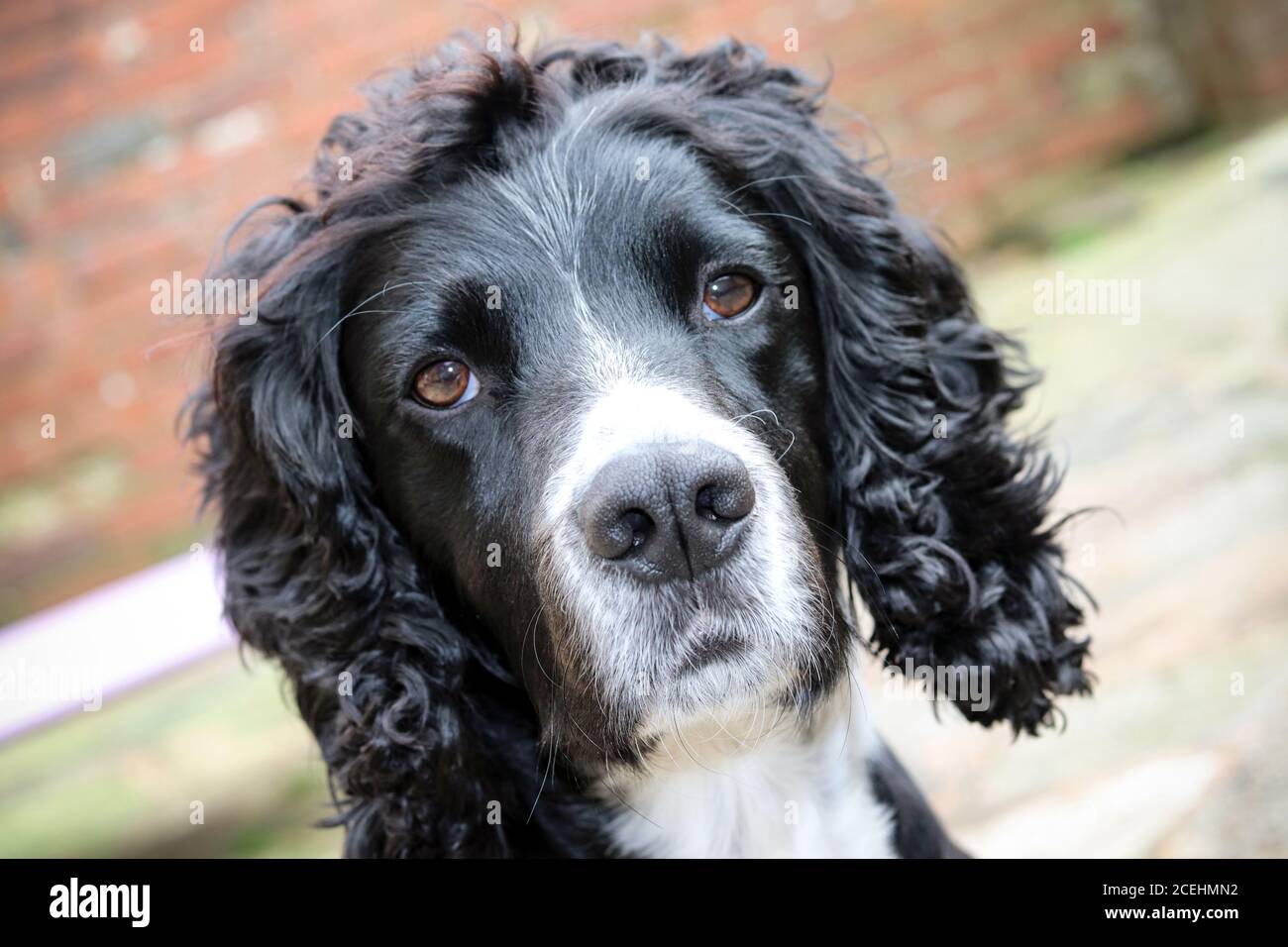 Cocker spaniel ear hi-res stock photography and images - Alamy