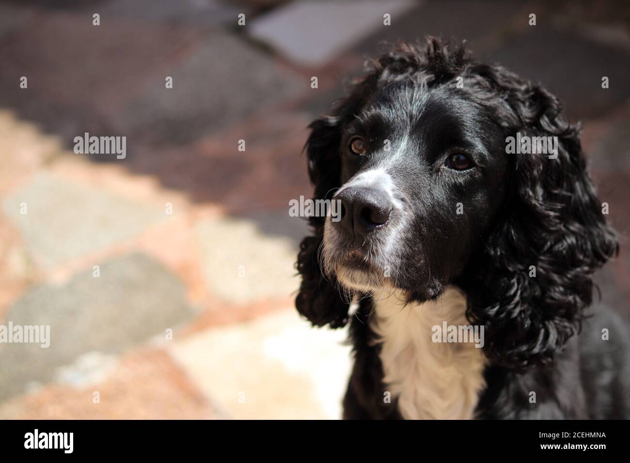 Cocker spaniel ear hi-res stock photography and images - Alamy