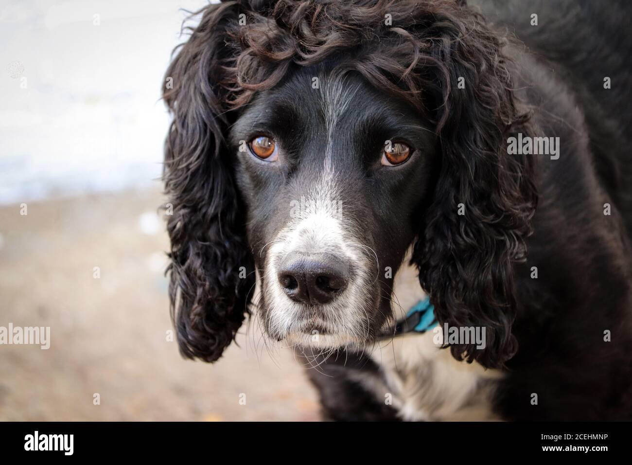 Black cocker spaniel puppy hi-res stock photography and images - Alamy