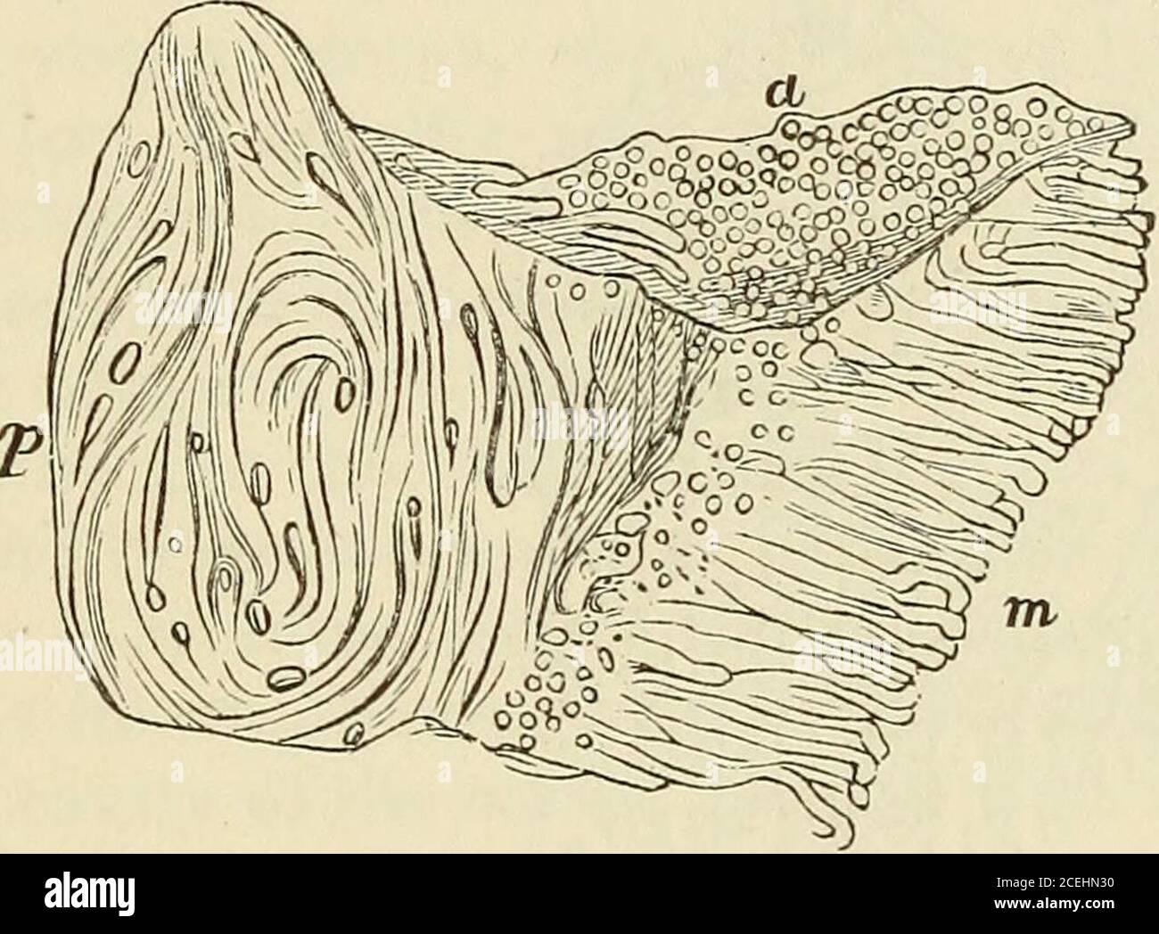 Pig uterus hi-res stock photography and images - Alamy