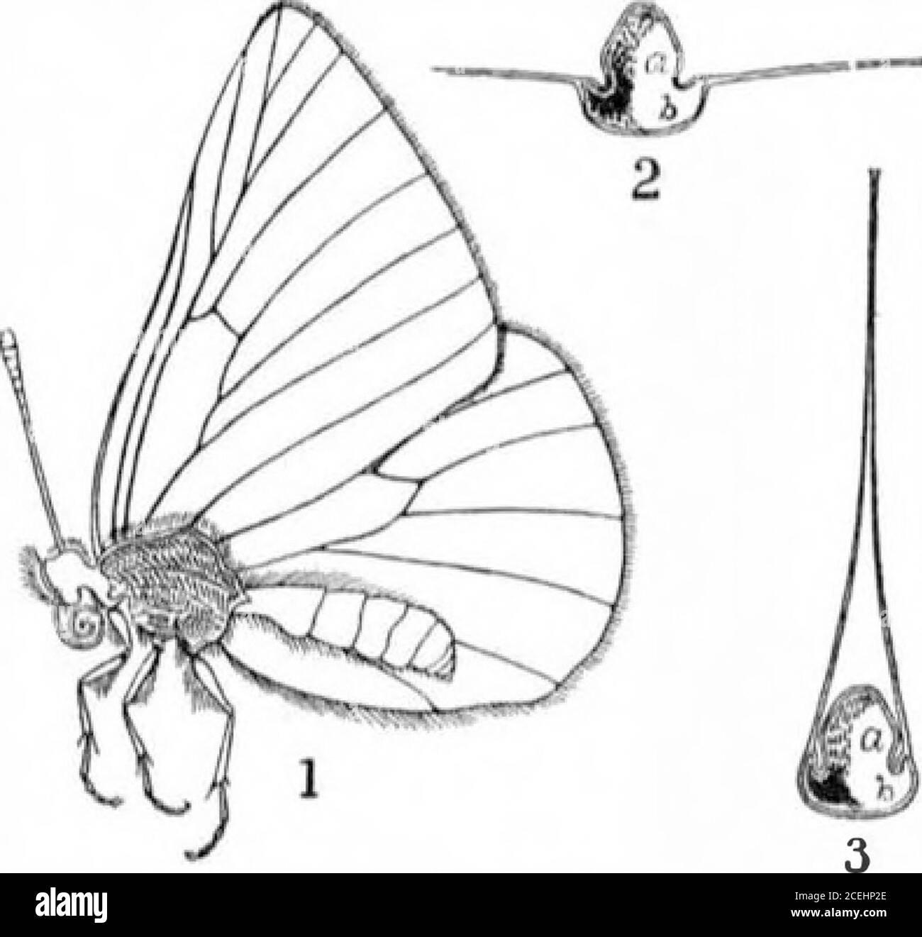 . Scientific American Volume 91 Number 16 (October 1904). v/ INSECT ...