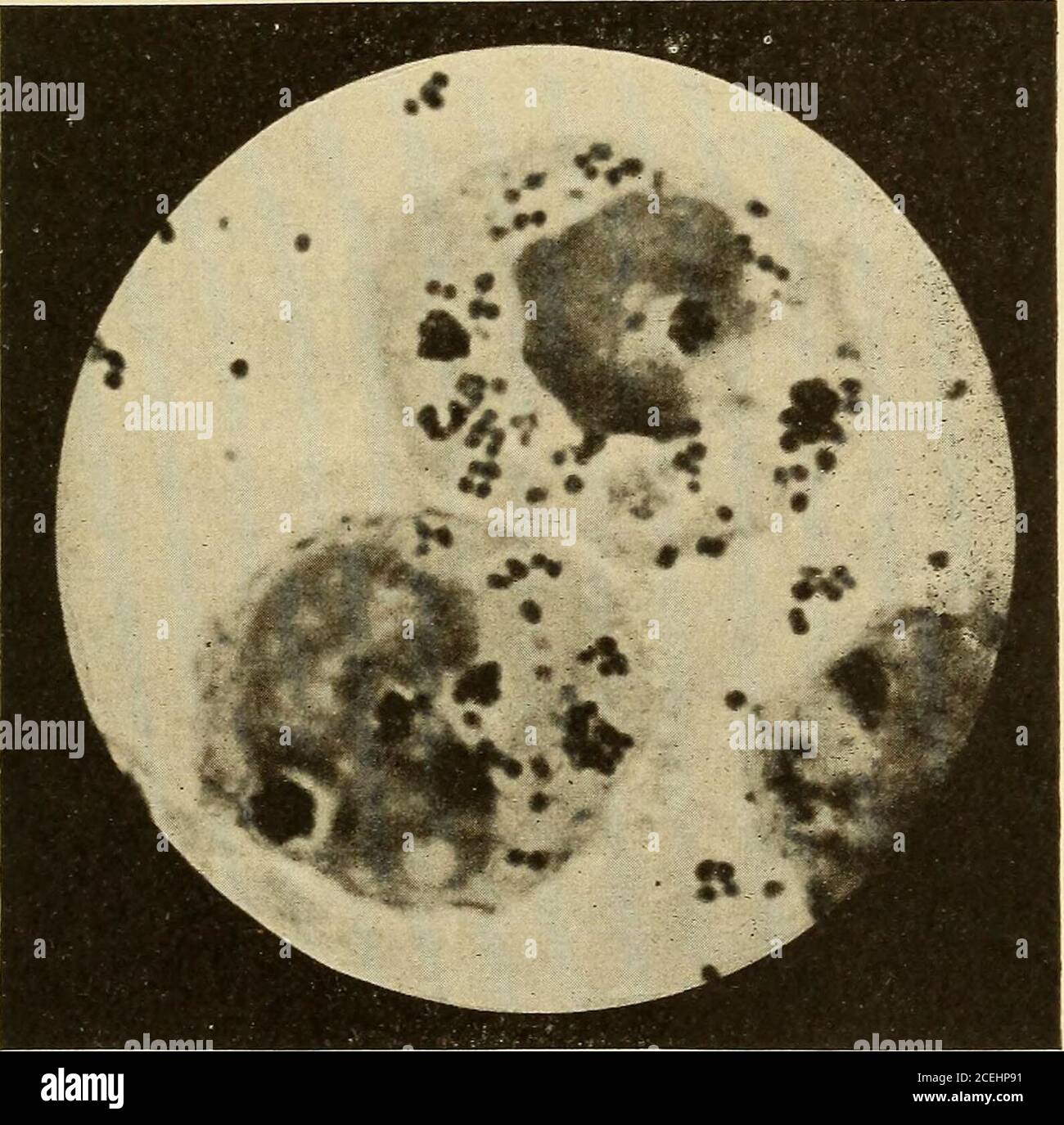 Bacteriology tube agar hi-res stock photography and images - Alamy