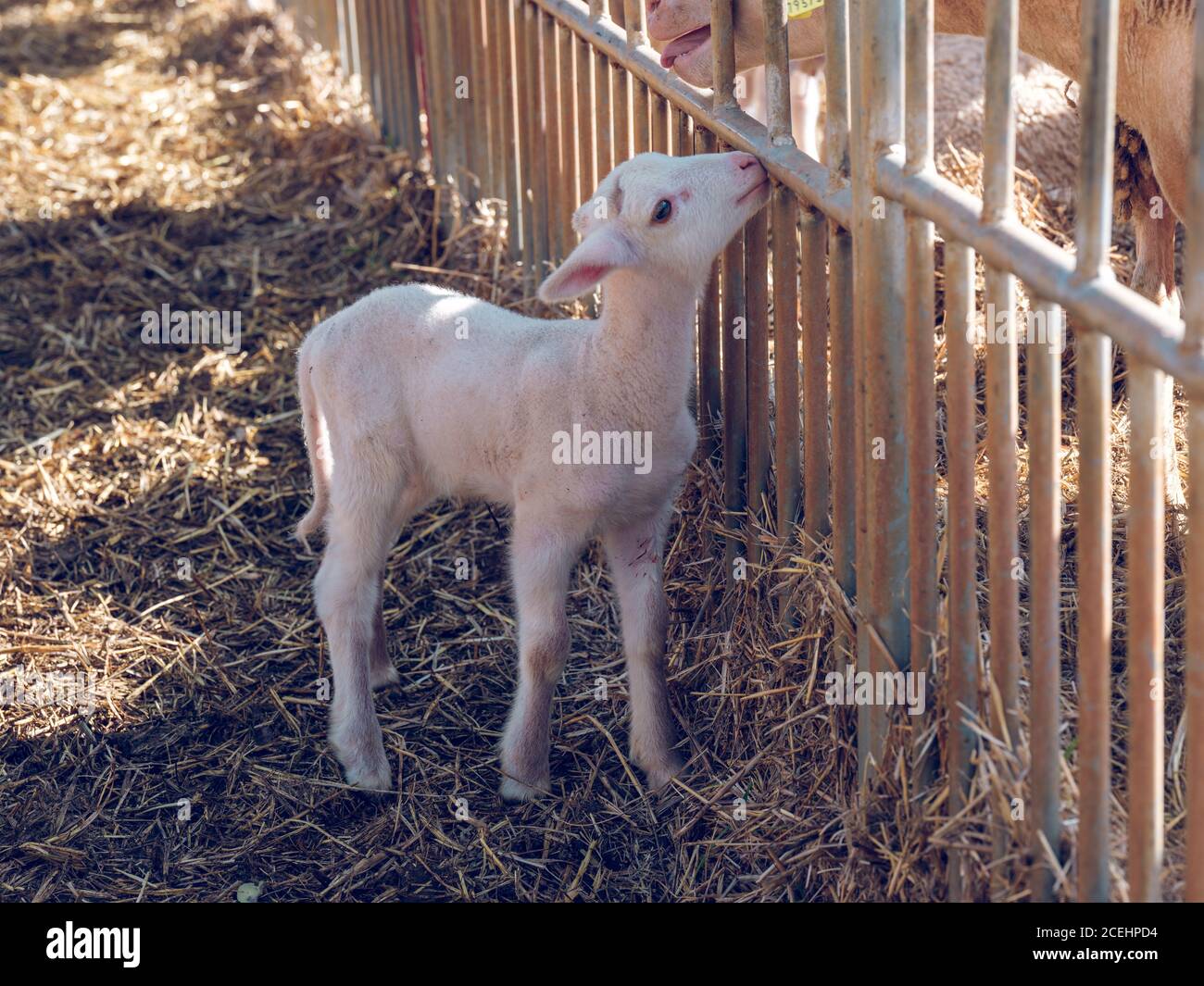 White baby sheep hi-res stock photography and images - Alamy
