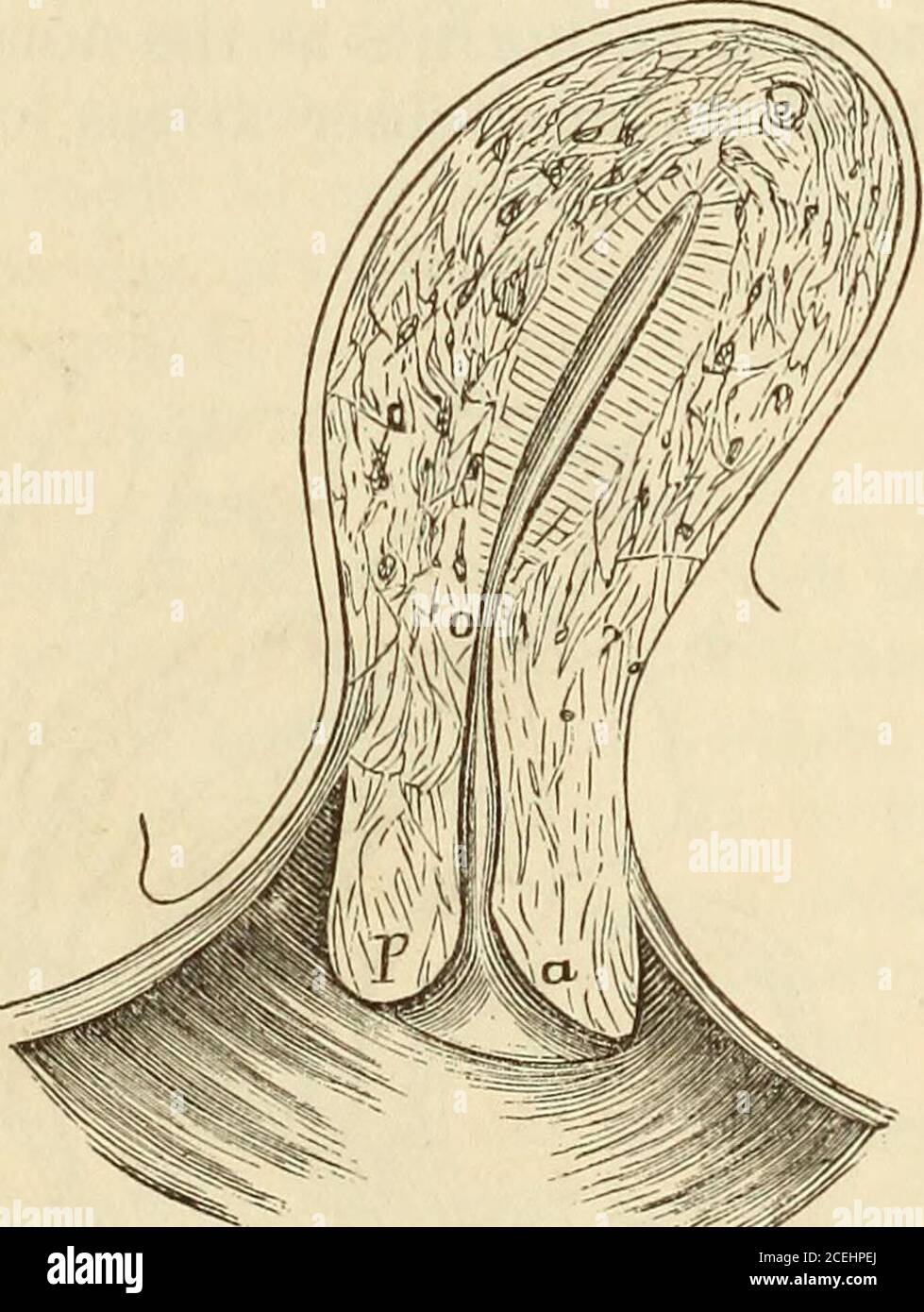 Body gards hi-res stock photography and images - Alamy