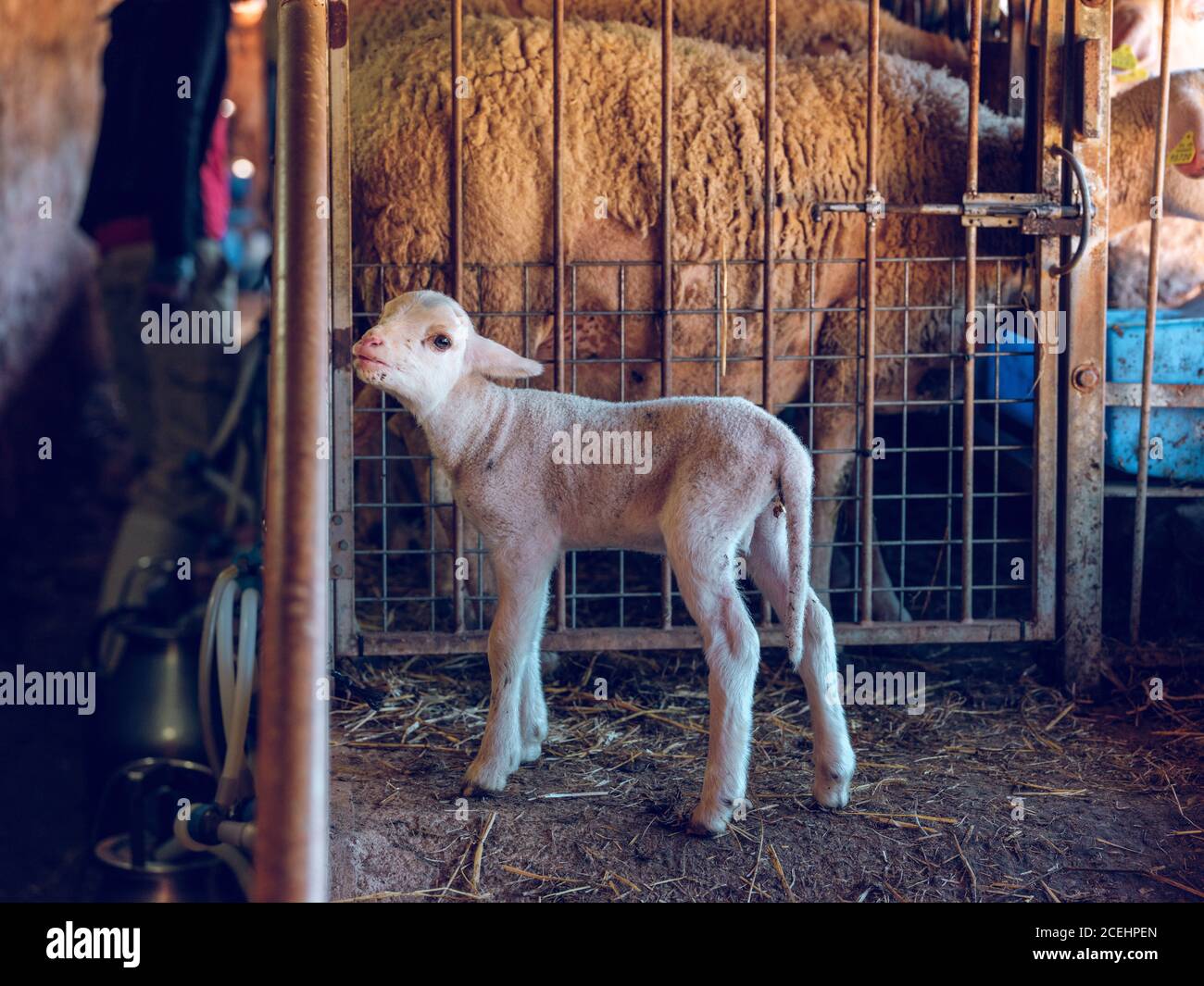 Sheep grid hi-res stock photography and images - Alamy