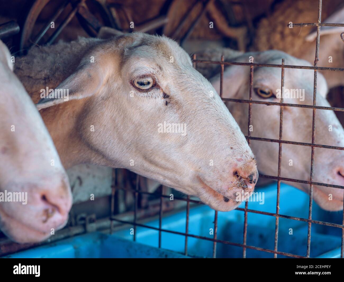 Sheep in cage hi-res stock photography and images - Alamy