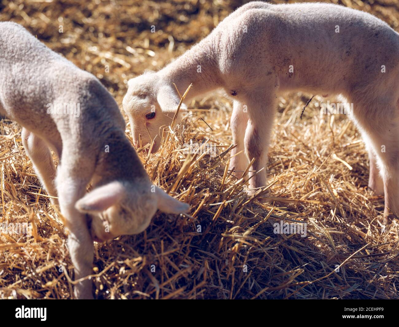 Sheep grid hi-res stock photography and images - Alamy