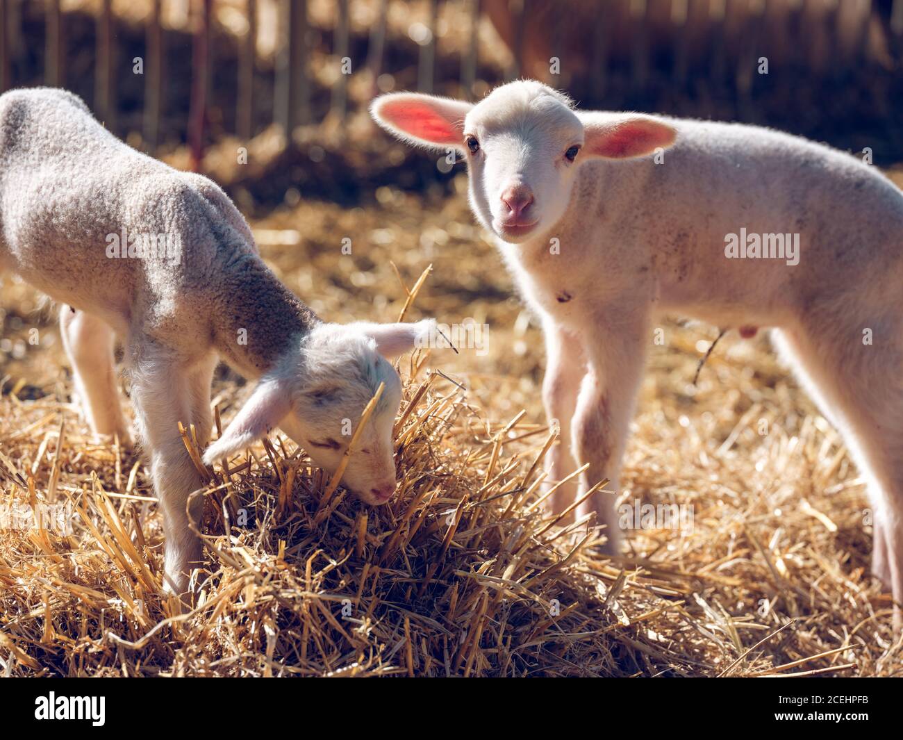 Sheep grid hi-res stock photography and images - Alamy