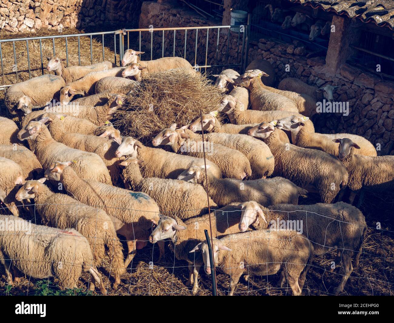 Herd of fluffy sheep standing and lying while resting on the ground in ...