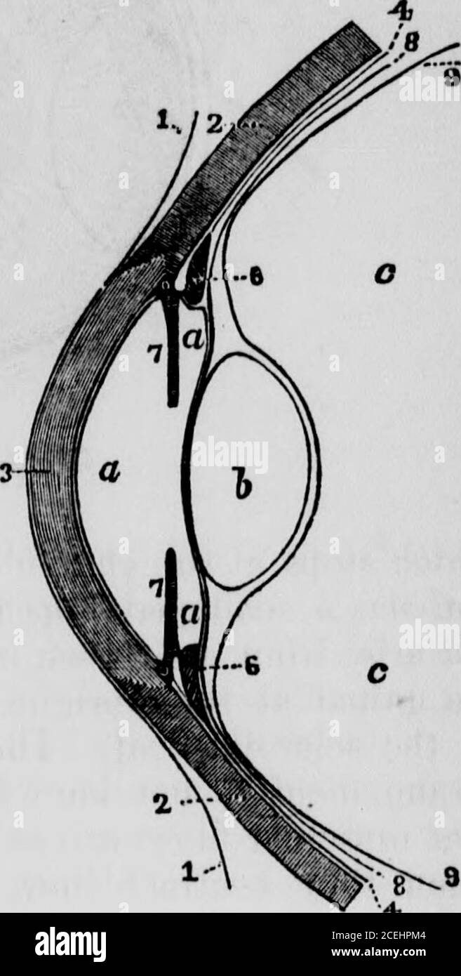 . Human physiology : designed for colleges and the higher classes in ...