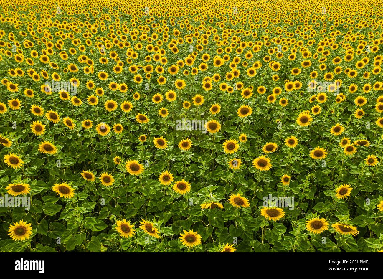 Sunflowers field air view hi-res stock photography and images - Alamy