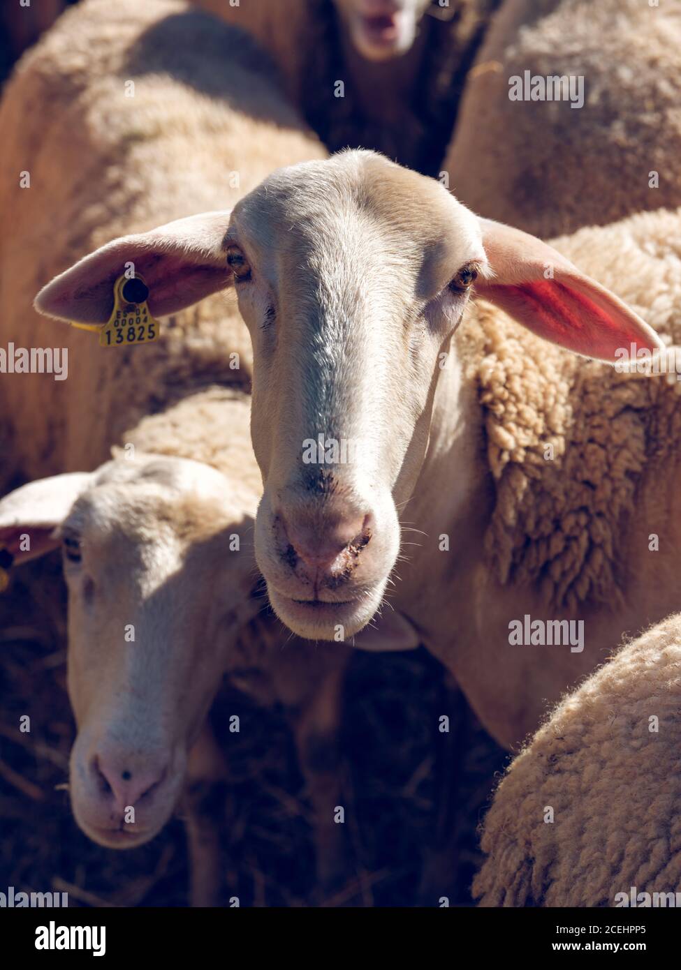 White sheep with tag in the ear looking at camera on the farm Stock ...