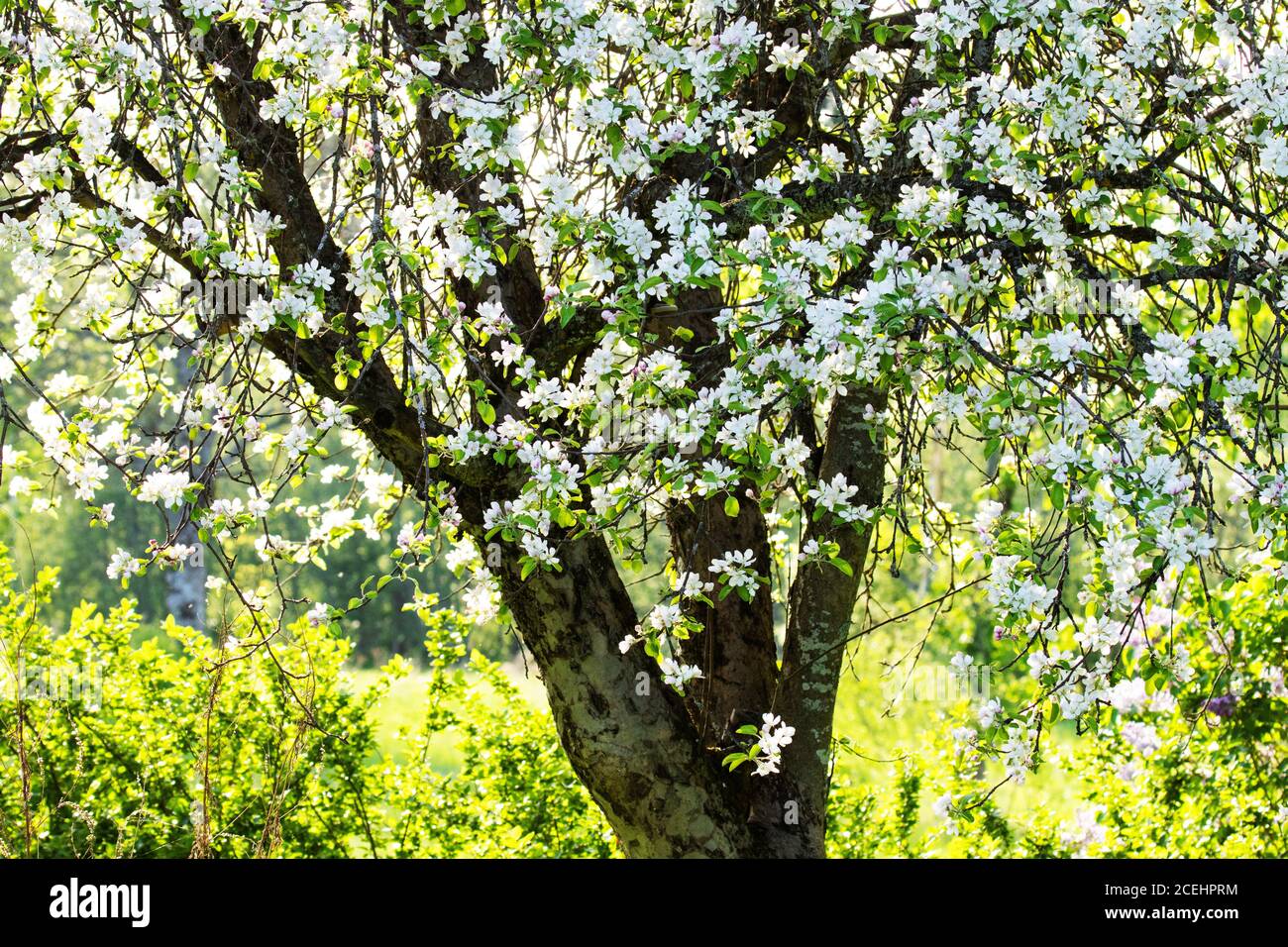 A beautiful flowering apple tree with white blossoms during spring in ...