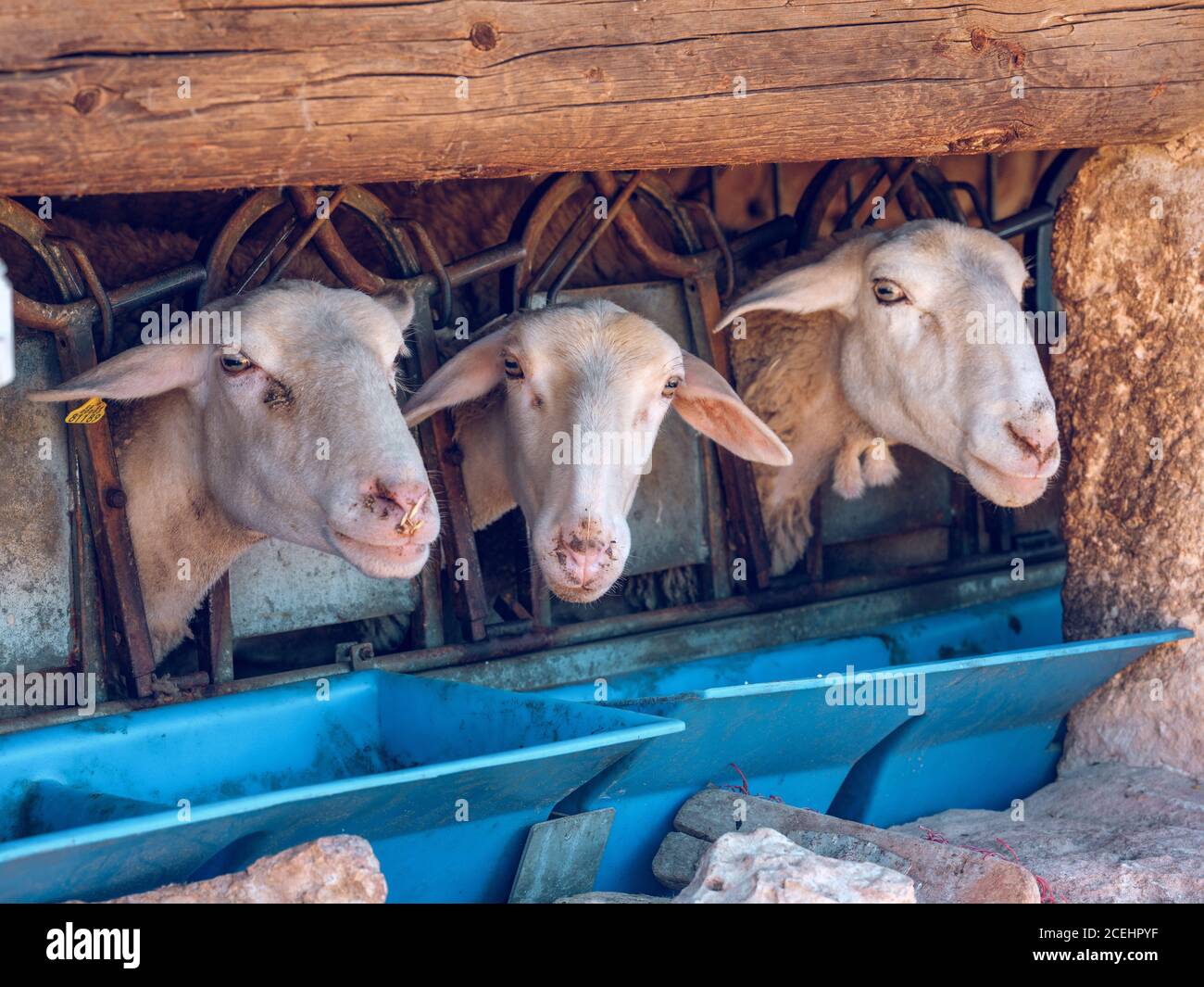 Three sheep heads hi-res stock photography and images - Alamy