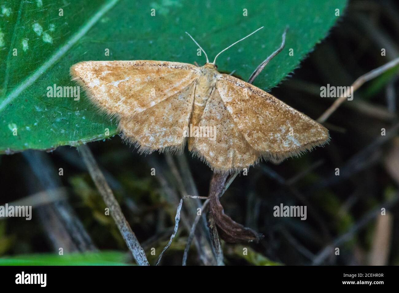 Grass emerald moth hi-res stock photography and images - Alamy