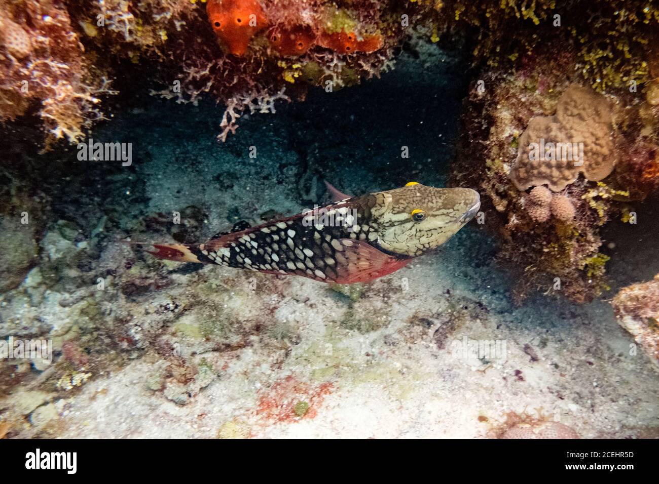 Side view of scaridae fish floating between corals and drifting life in ...