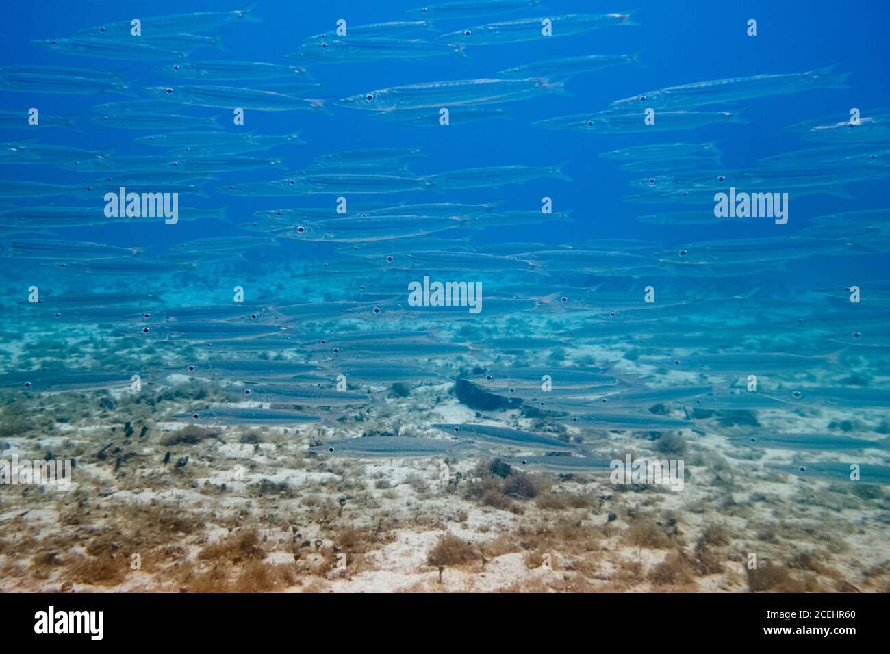 Shoal Silver Fish Swimming Underwater High Resolution Stock Photography ...