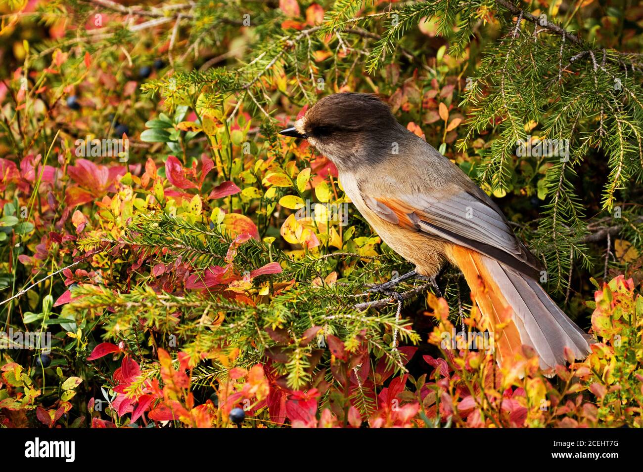 Cute European bird Siberian jay, Perisoreus infaustus, in autumnal ...