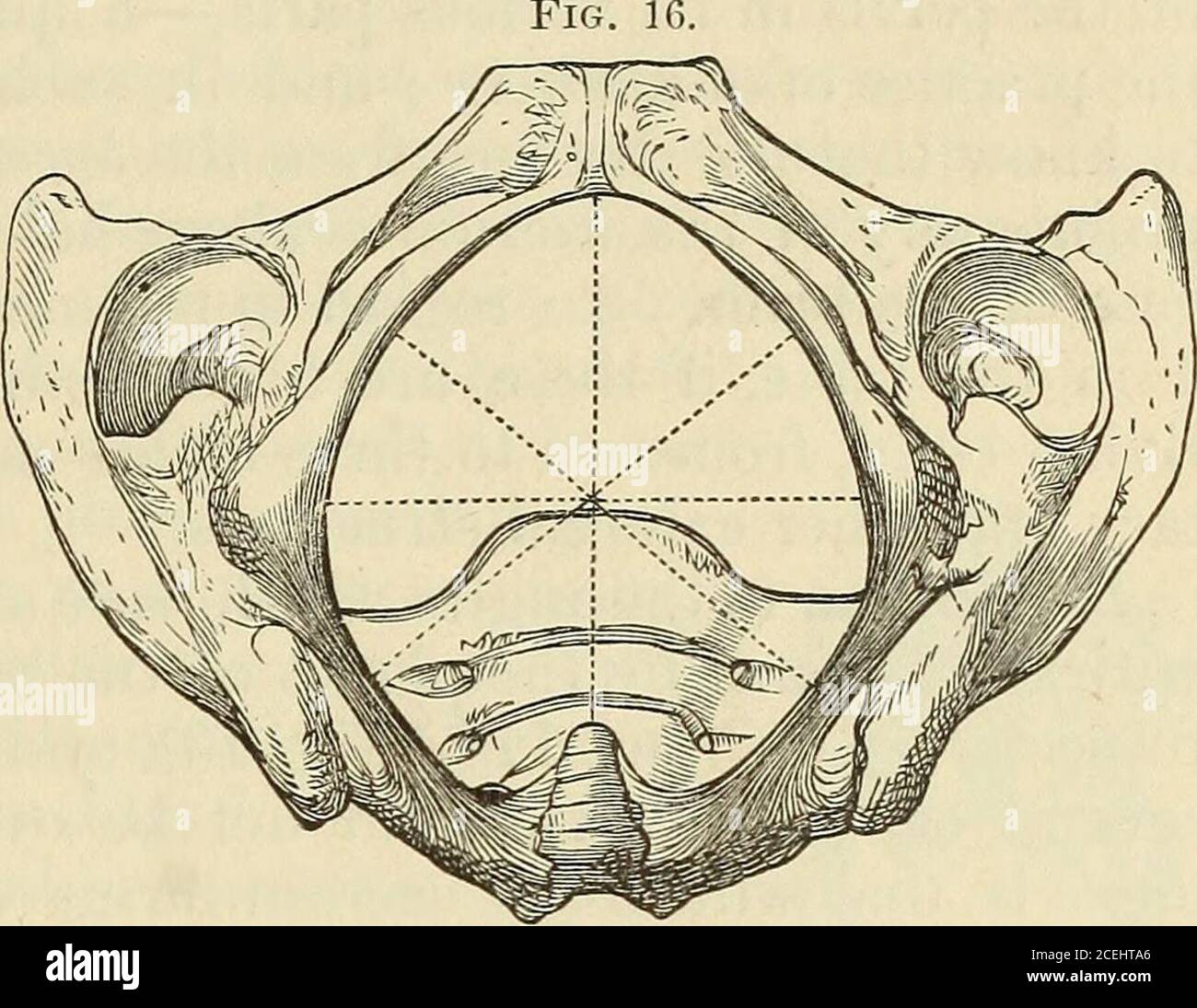 . A system of midwifery, including the diseases of pregnancy and the ...
