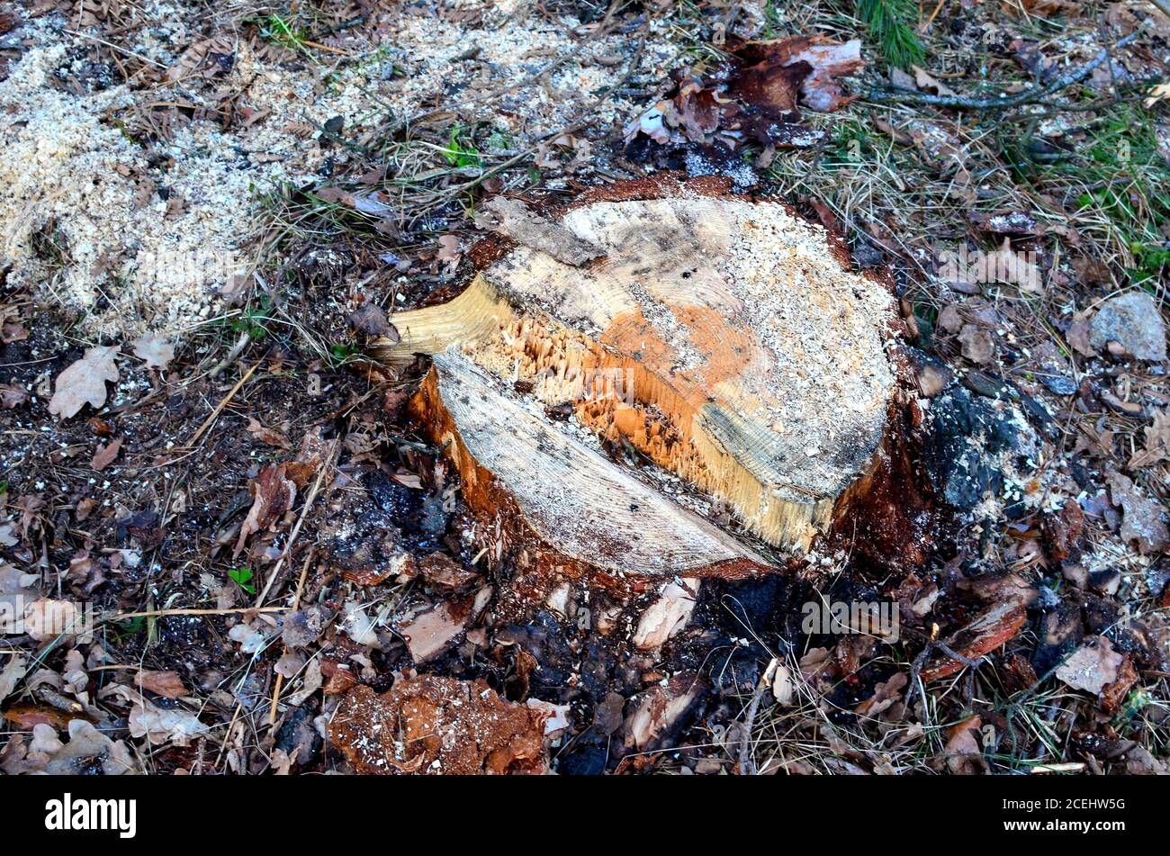 Stump of the felled living tree in the forest. Cut trees in the forest ...