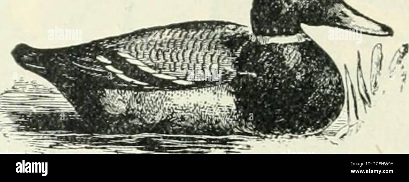 John porter canada hi-res stock photography and images - Alamy