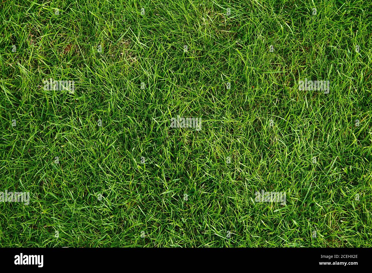 Green lawn for background. Nature Stock Photo - Alamy