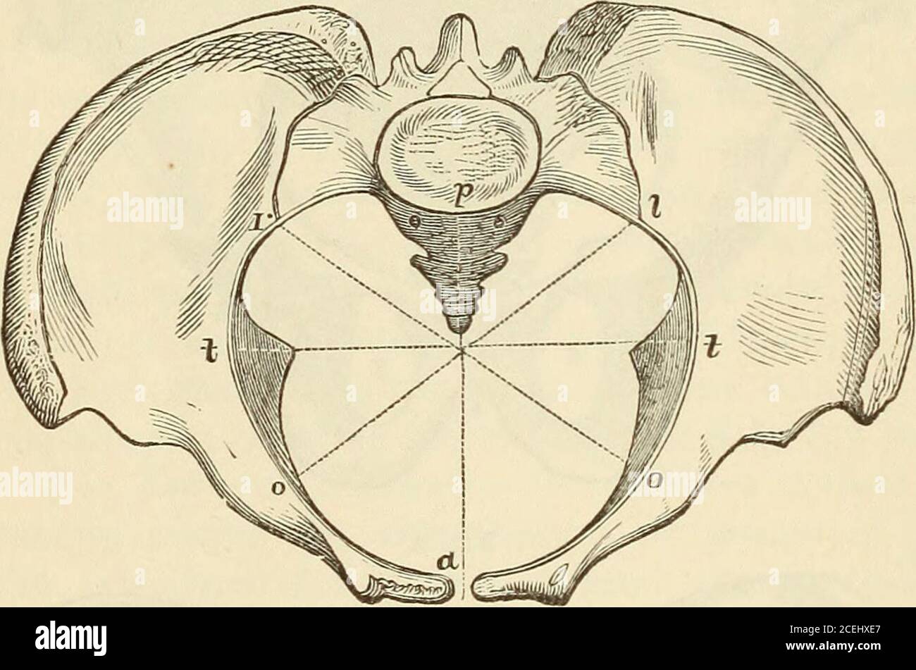 Subpubic Angle