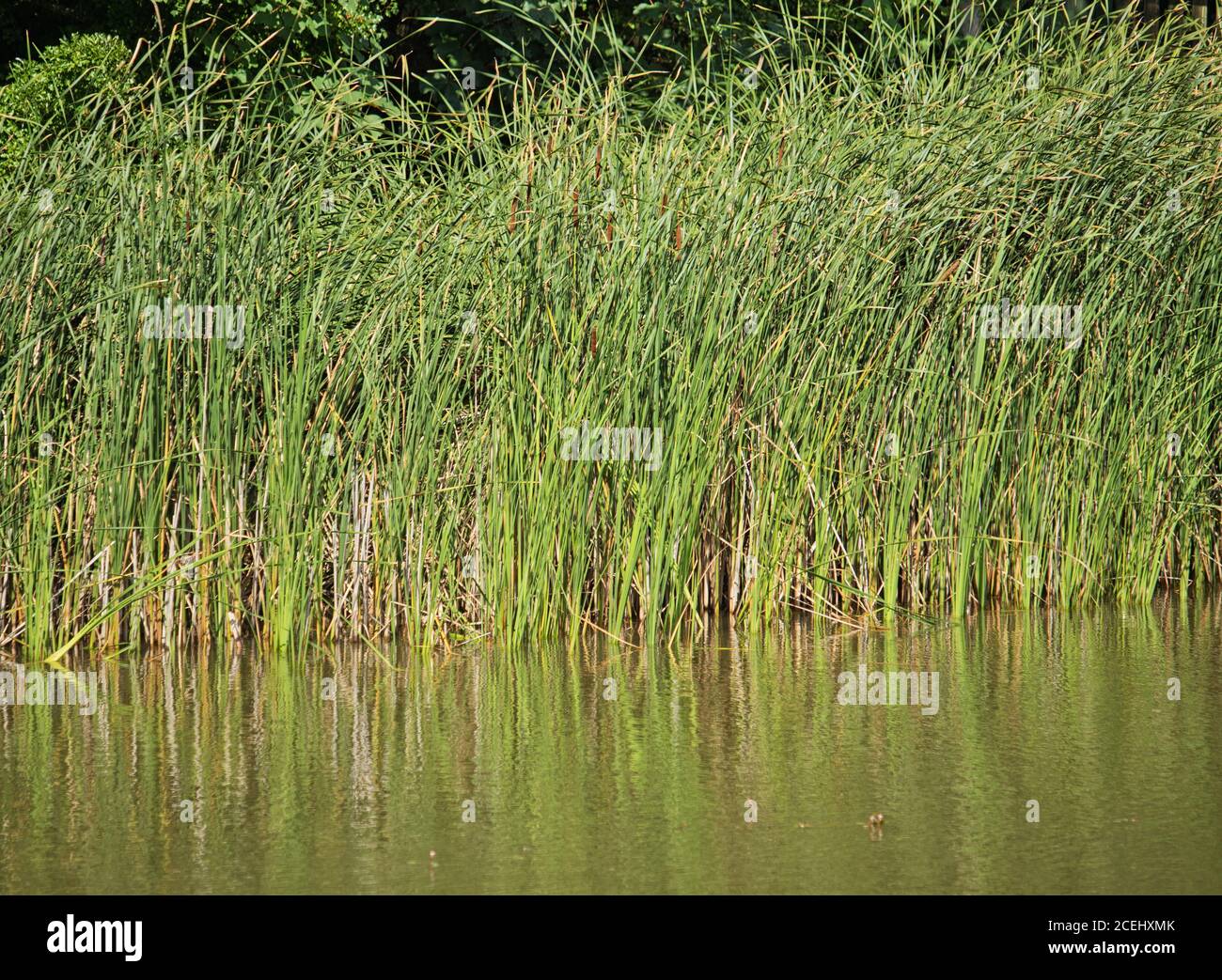 A bank of reeds bending in a gentle breeze, reflected in pond water ...