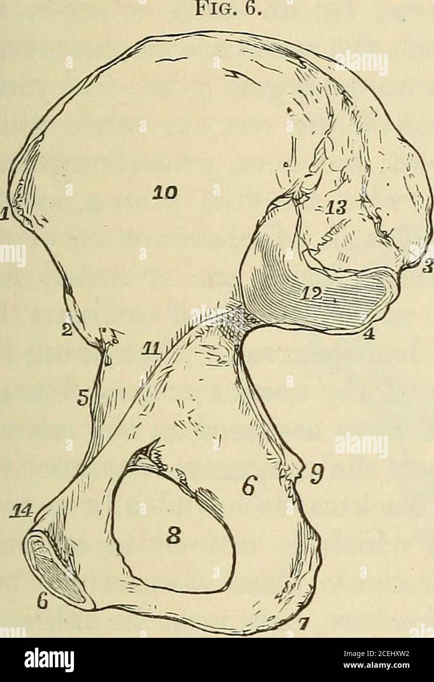 . A system of midwifery, including the diseases of pregnancy and the ...